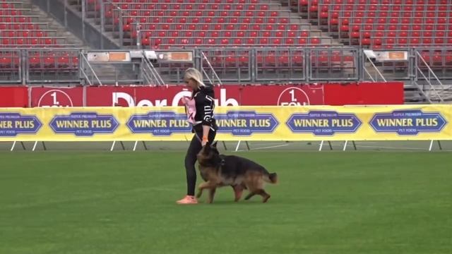 11 VA DANY v. Senator №2134. BZSZ 2025 немецких овчарок