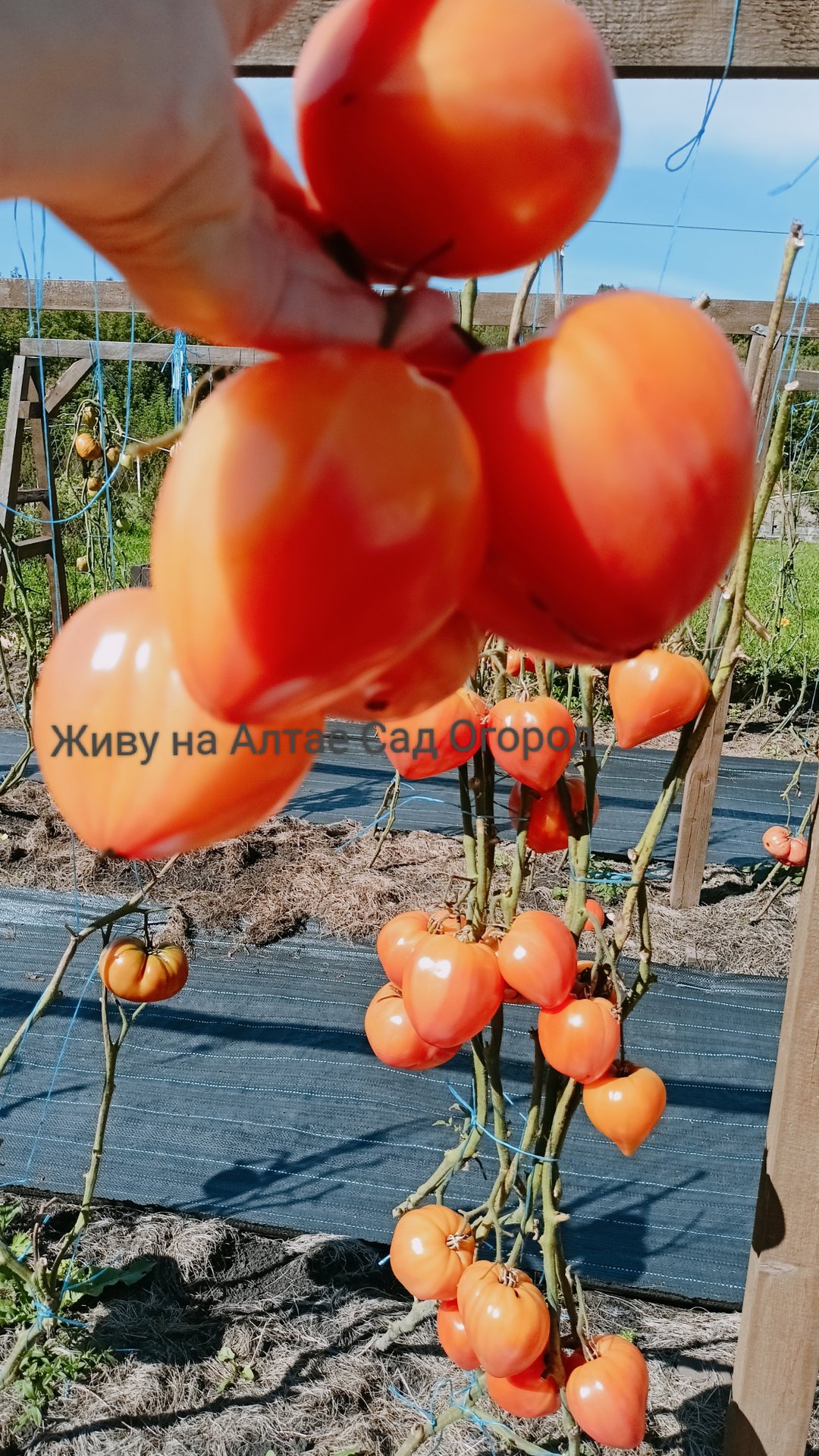 Томат с потрясающей урожайностью