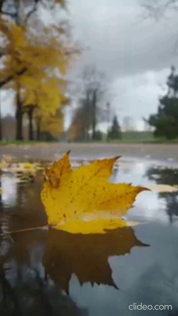 Осенний марафон