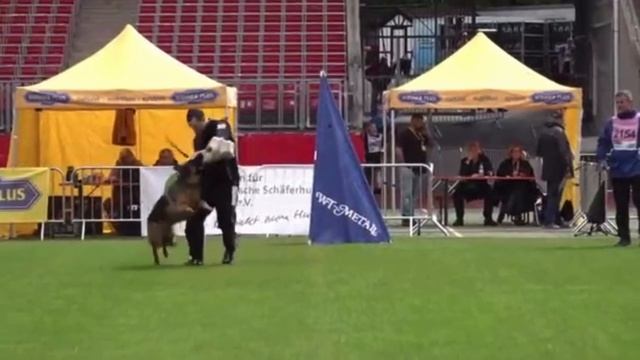 22 Отл. RUMBA v. Arminius №2154. BZSZ 2025 немецких овчарок