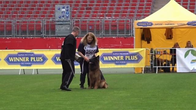 26 Отл. BESSIE v. Melanchthon +++ №2505. BZSZ 2025 немецких овчарок