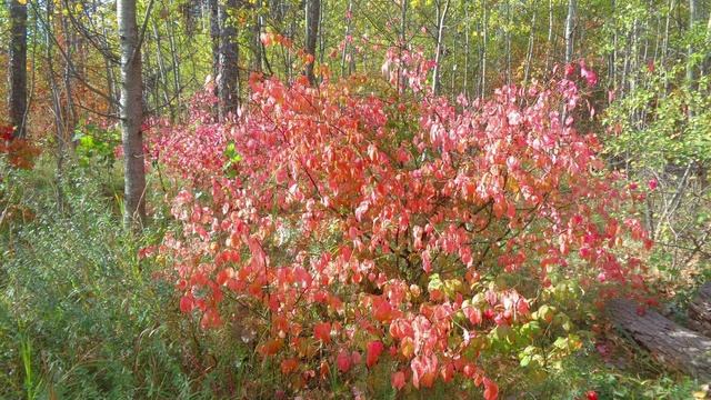 Лето прошло-2