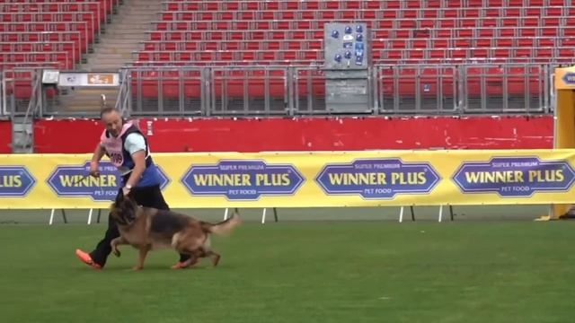 9 Отл. VICKY de la Bonne Patte №2109. BZSZ 2025 немецких овчарок