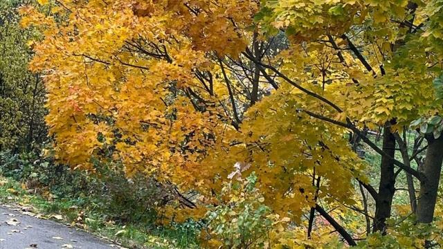 Осень великолепна... как всегда!