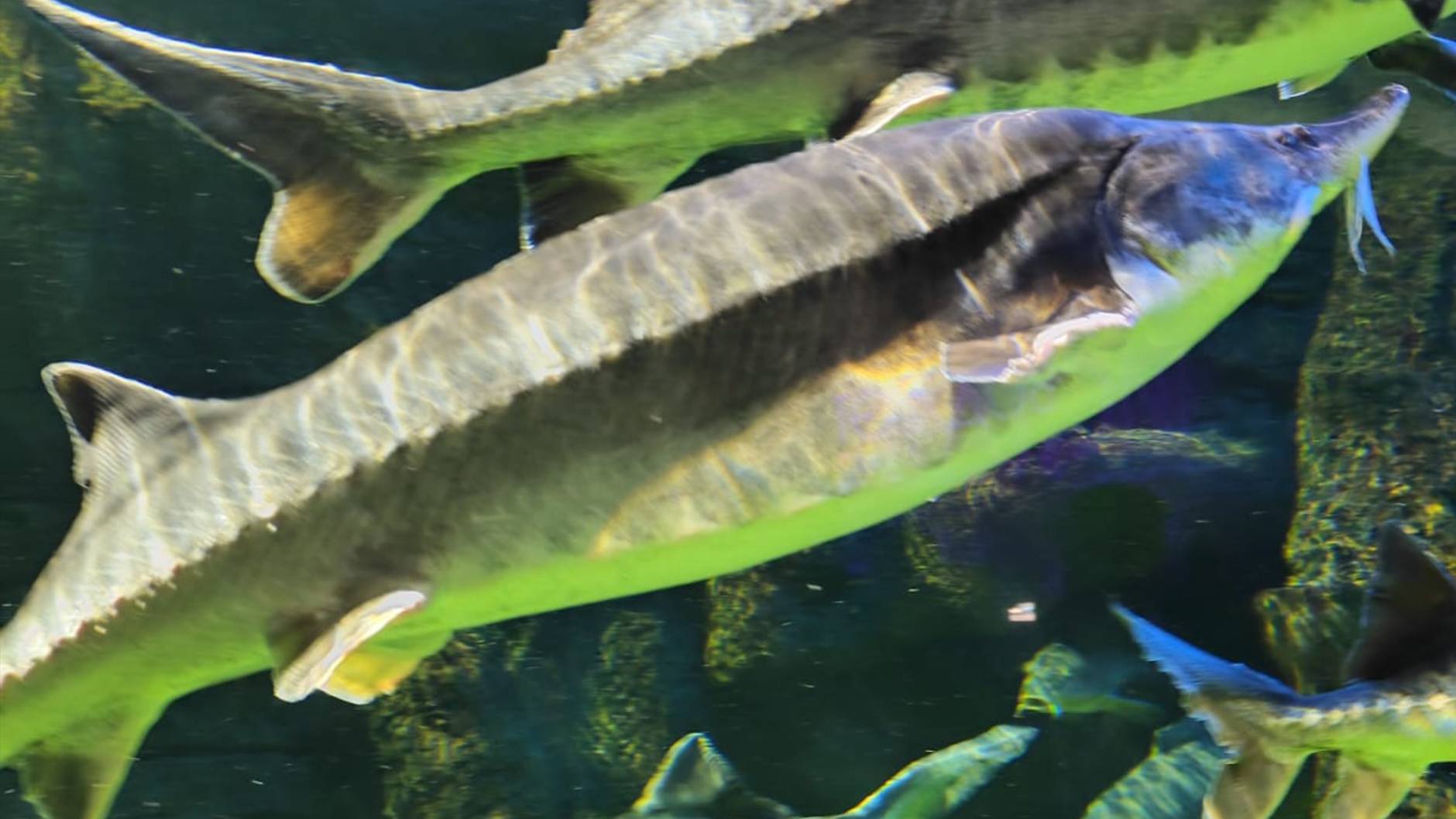 Московский Москвариум