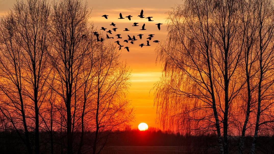 Улетают к югу птицы (кавер)