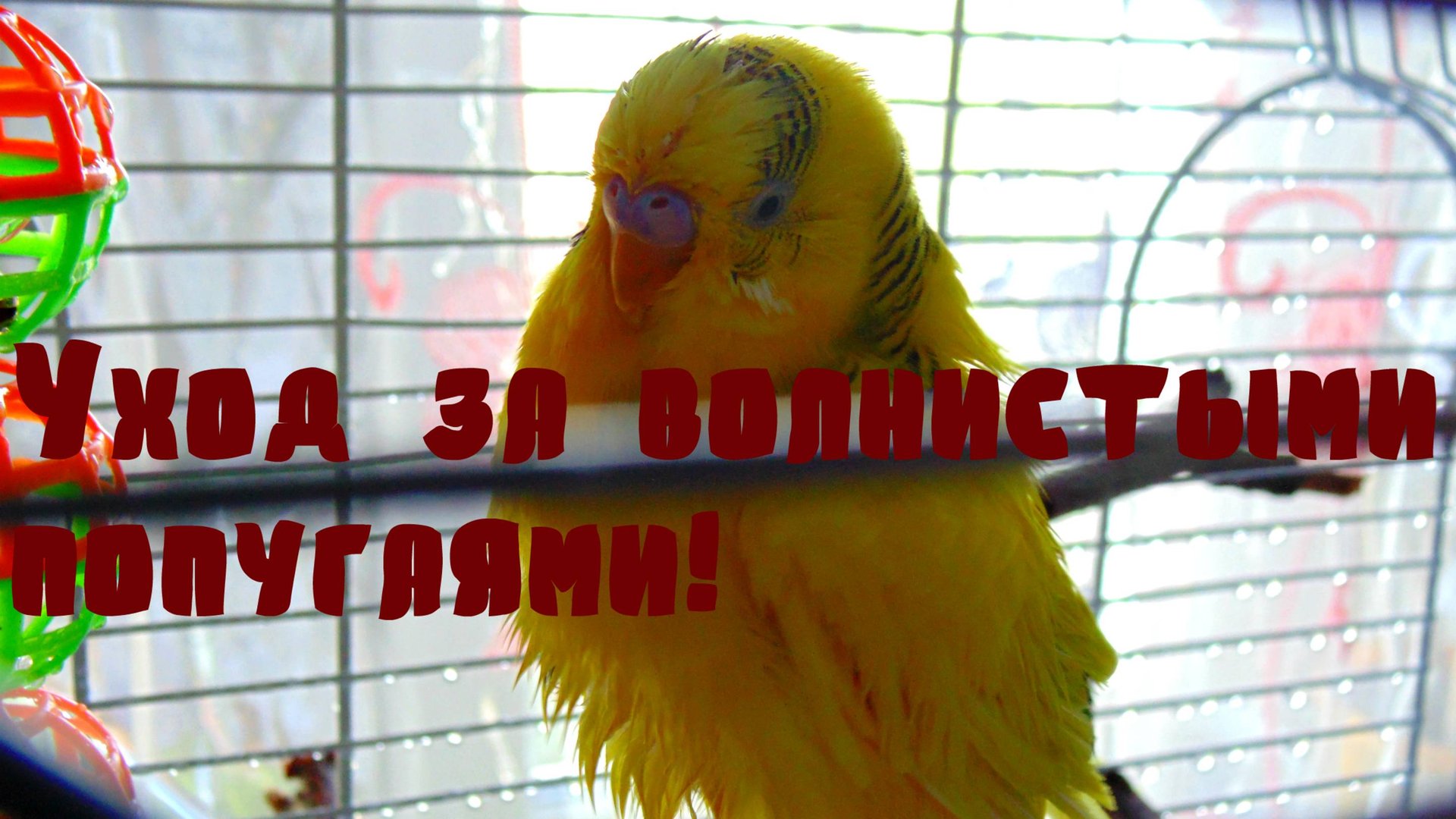 Уход за волнистыми попугаями! Важные моменты при покупке волнисто попугая! Покупка попугая! Часть 2