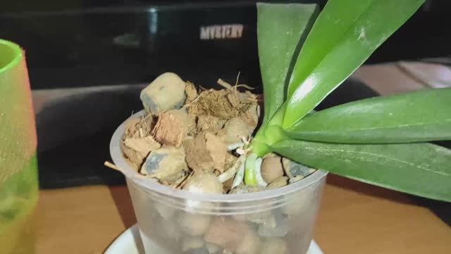 РЕЗУЛЬТАТ отделения деток орхидеи. #орхидеи #детки #отделениедеток #грунт #керамзит #кокосовыечипсы