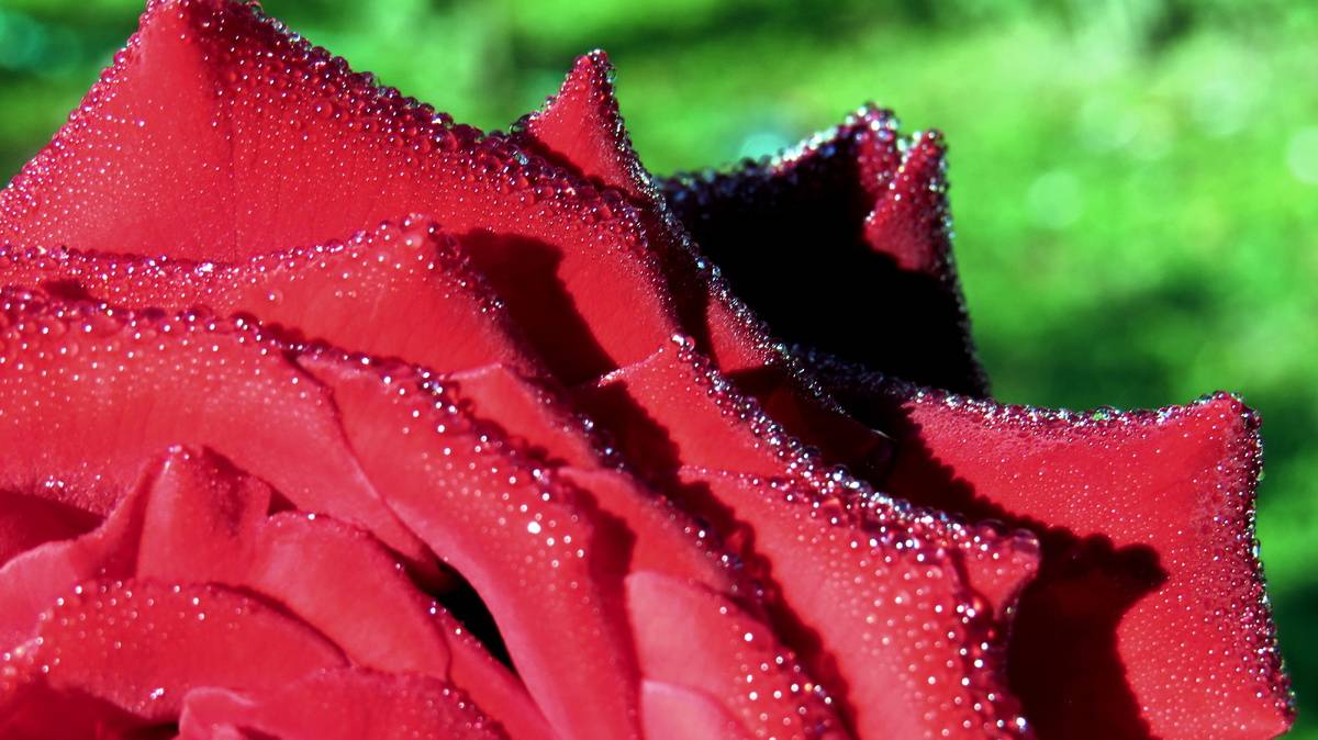 Розы и росы. Октябрьское утро.