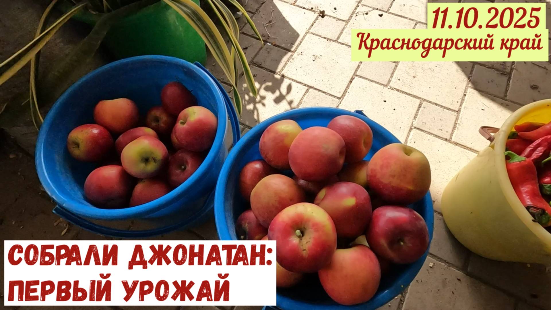 Собрали урожай яблок(11.10.2025)