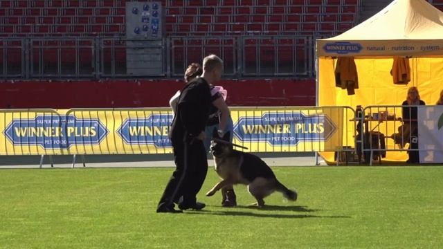 U KAIRA From Georgeland +++ №2179. BZSZ 2025 немецких овчарок