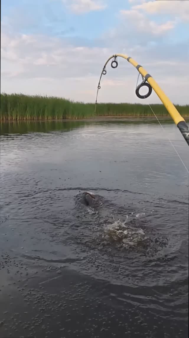 Рыбалка На Cпиннинг - Змееголов #змееголов #2025 #рыбалка #top #fishing #top #youtube #рекомендации