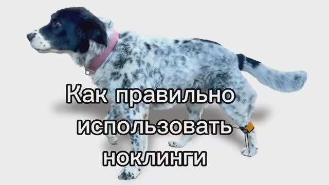 Реабилитация с помощью ноклингов и коляски-тренажера