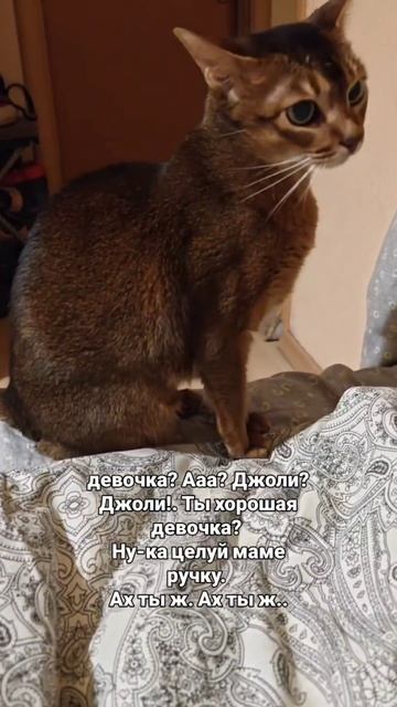 Абиссинка #Джоли снова у меня от рук отбилась 😅🤷♀️😼 Кусает руки,которые её КОРМЯТ! #котики #юмор #к