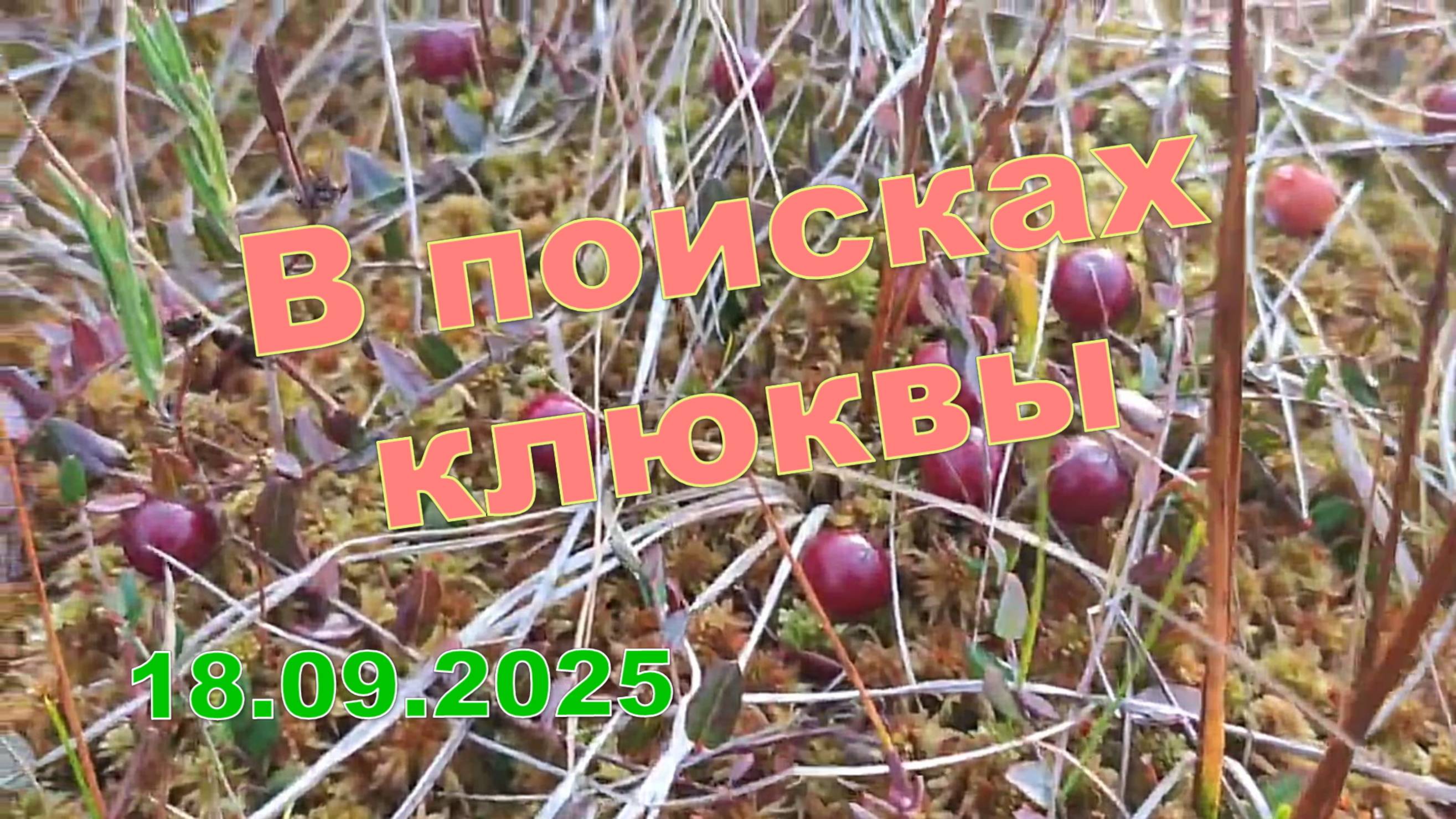 Клюква на зиму.18.09.25 Попутно набрали грибов и Костя половил рыбки.