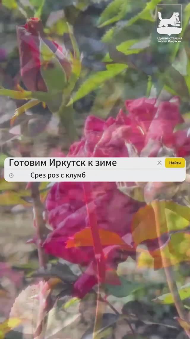 #Готовим_Иркутск к зиме. Срезка роз. Иркутск