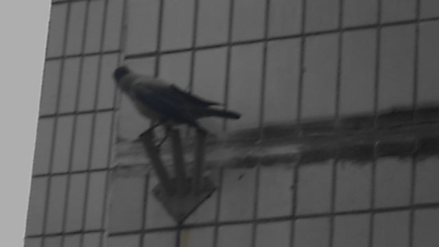 Потрепанная серая ворона на флагштоке. DSCN6897