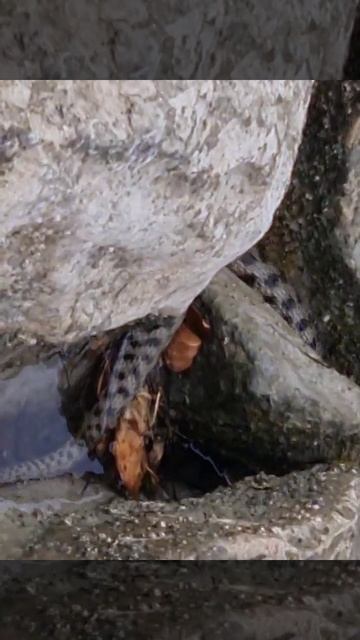 #Змея_крадётся #змеивгорах #змеянаохоте #видеозмеи