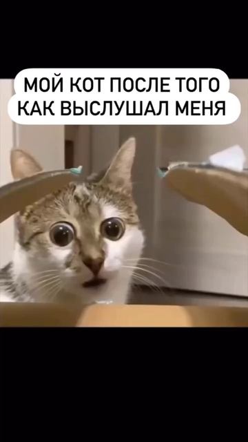 Кот психолог