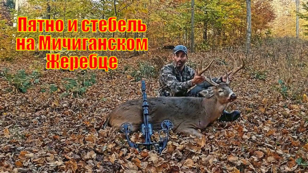 Пятно и стебель на Мичиганском Жеребце