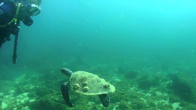 черепаха, дайвинг в Эмиратах, дайвинг на Фуджейре