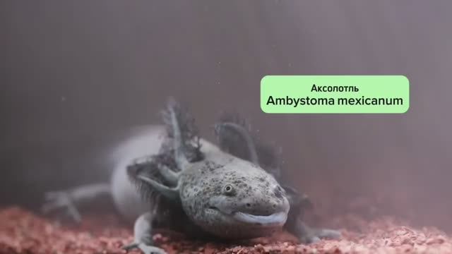 Аксолотль — саламандра которая не хочет взрослеть