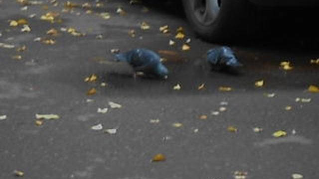 Голуби пьют из лужи у машин. DSCN6895