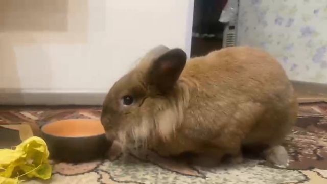 Банникула требует вкусненького