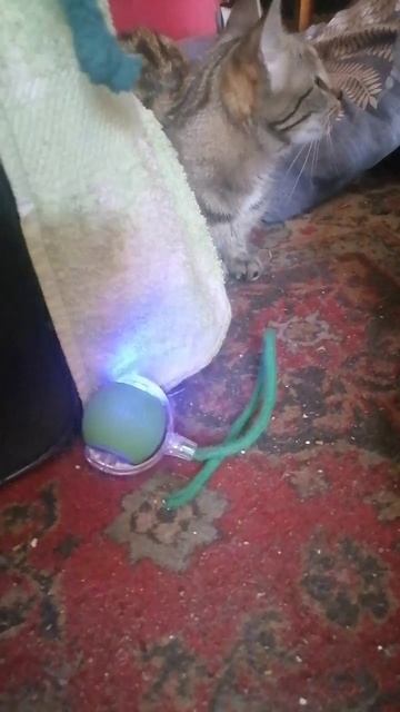 КОШКИ И ЭЛЕКТРОННАЯ МЫШКА _2025-10-13