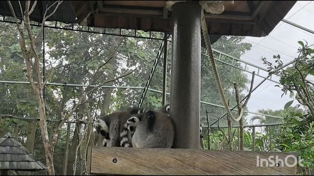 13. Бали. Зоопарк.mp4