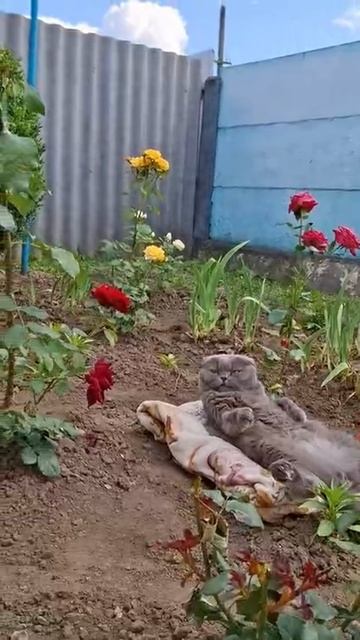 Ай заинька, ай серенький🥰