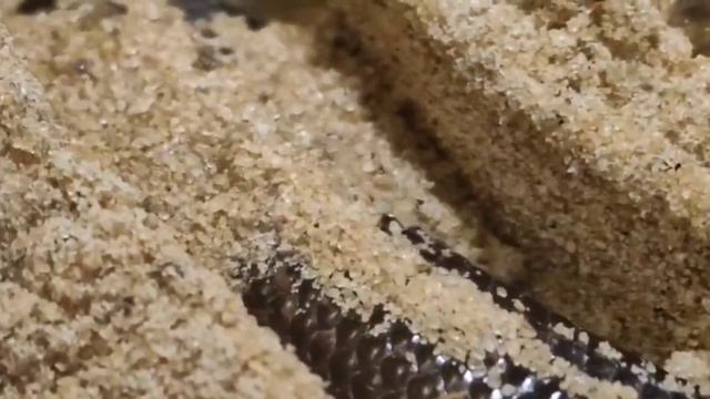 💚 Природа полна удивительных созданий