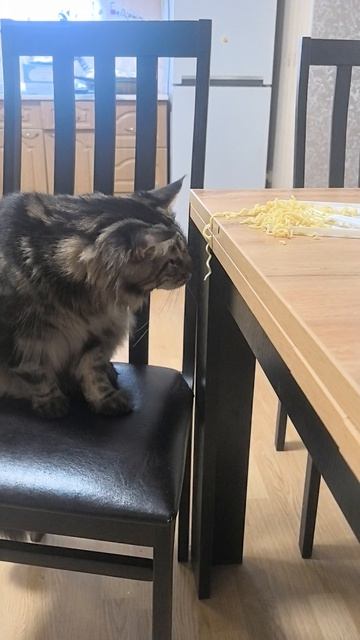 Наш ЛЕО. Удивительные коты. Юмор. Котики. Мейкун.