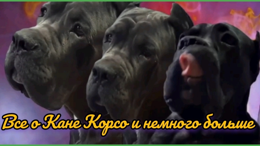 Все что нужно знать о Кане Корсо.