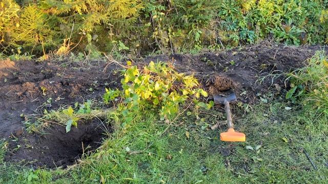 16-10-2025.Дача.Пересаживаю Форзицию.Почистила канаву.(11.-12.10.25)