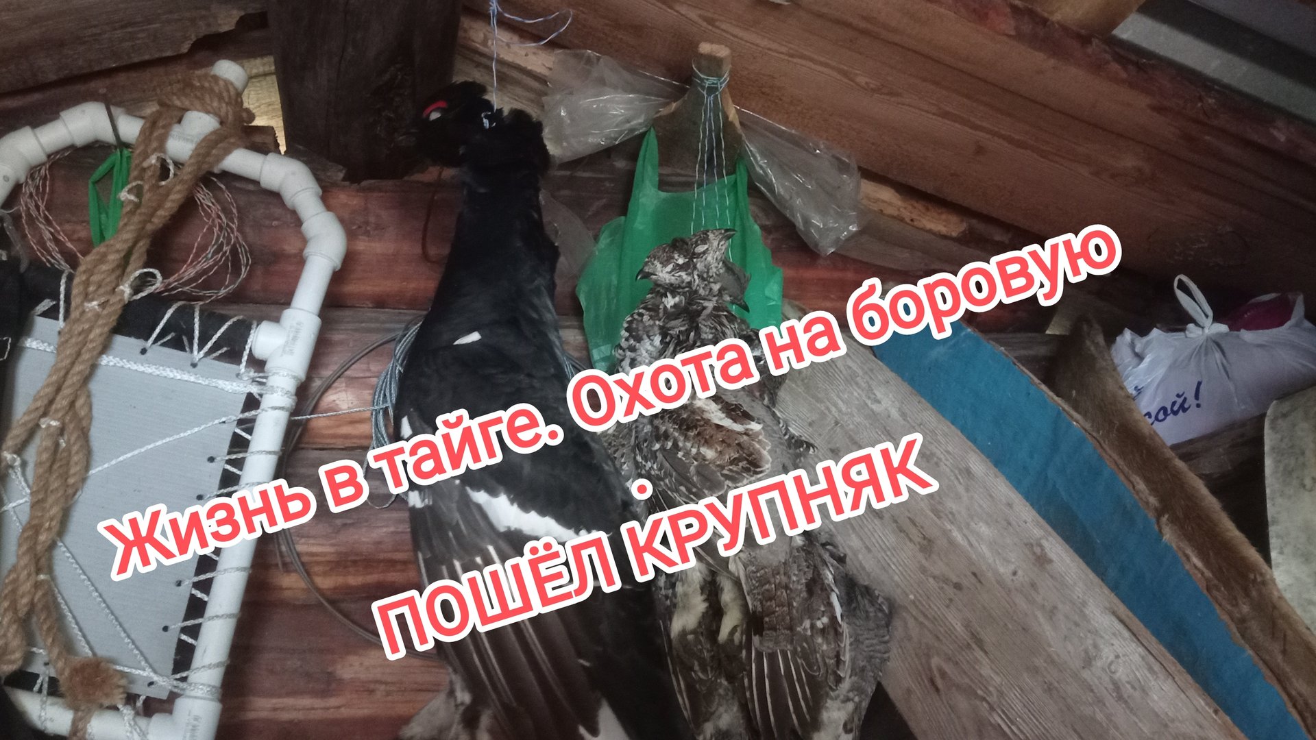 Жизнь в тайге. Охота на боровую. ПОШЁЛ КРУПНЯК.