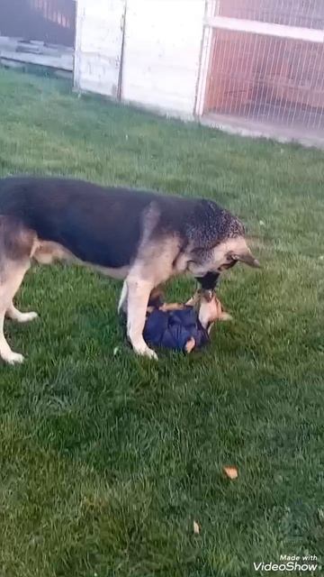 Лежачих не кусают 🐶🐕