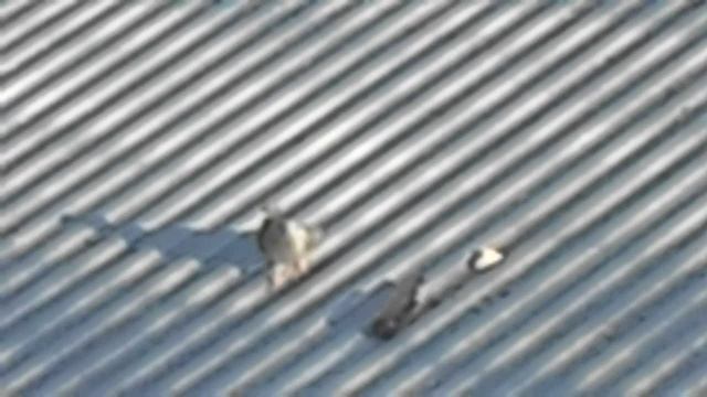 Голубь на  крыше трансформаторной будки 2546854. Архив весна 2025. DSCN6147