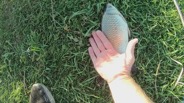 Огромный карась на дикаре! Жарю рыбу!  26.09.2025 г.