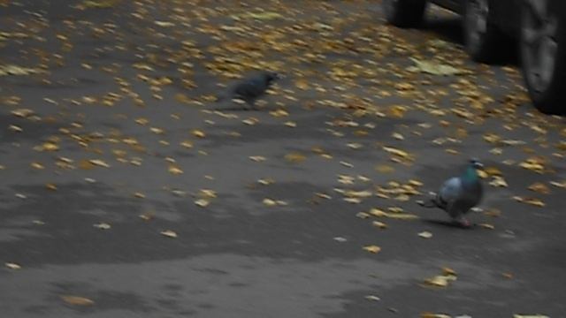 Голуби ходят по асфальту. Осень 2025. DSCN6896