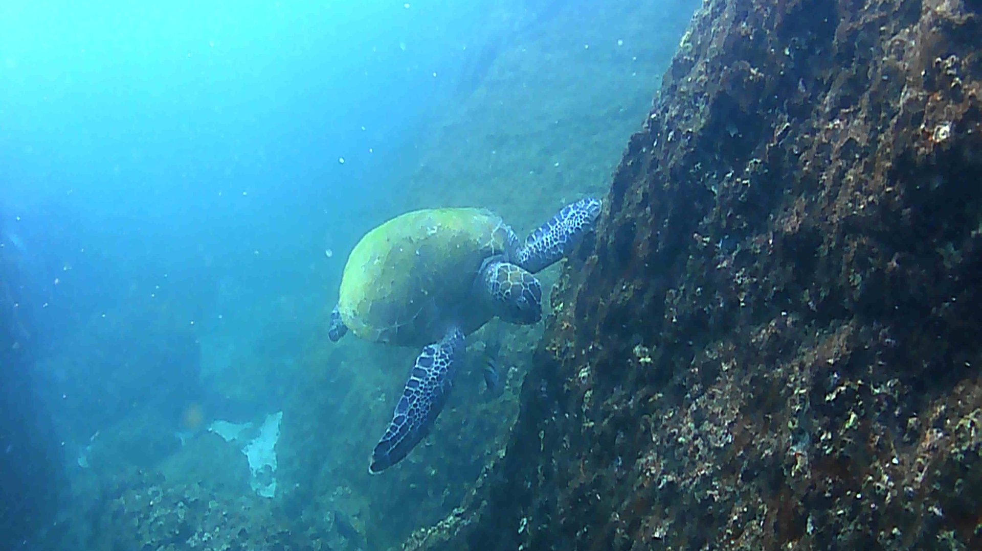 черепаха, дайвинг в Эмиратах, Фуджейра