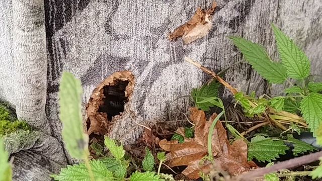 Скоро уничтожу осинное гнездо, Ленинградская область