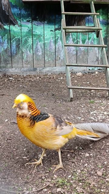 В мире животных. Выпуск 26