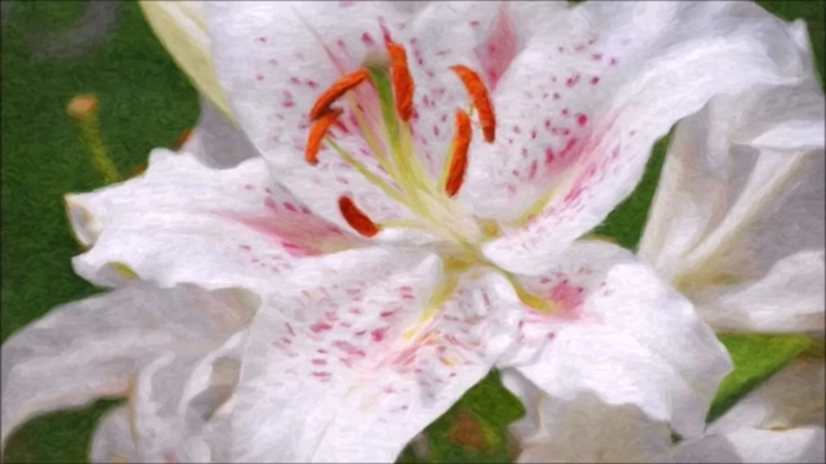 А лилии... Пречистой