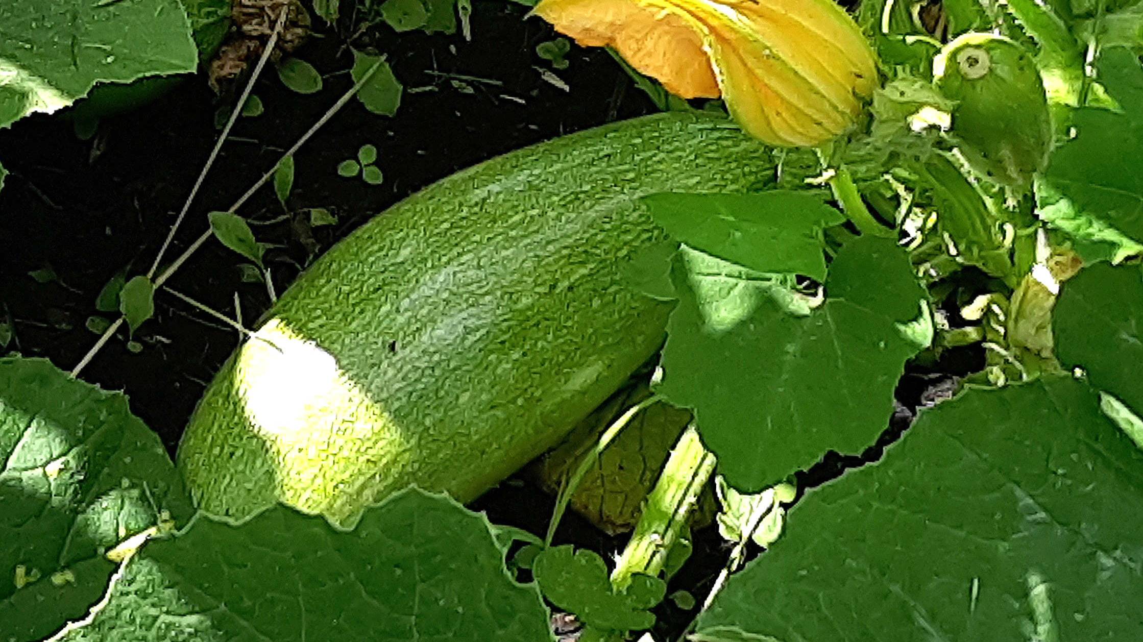 Кабачки на зиму. Как заморозить кабачки для разных блюд? Что притовить из замороженных кабачков?