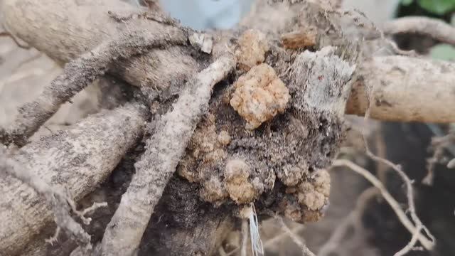 Выкапываем георгины и ужасаемся, что выросло в итоге #урожай #георгины #клубнигеоргин #цветы #клубни