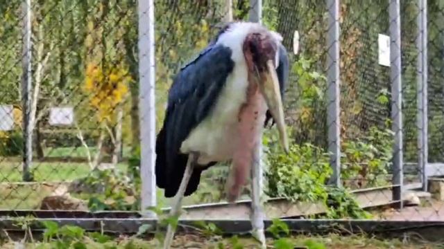 🦩 Человек с незапамятных времён восхищался перелётными птицами.