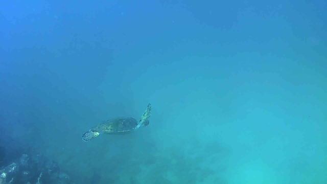 черепаха, Фуджейра, Эмираты, ОАЭ, дайвинг в Эмиратах