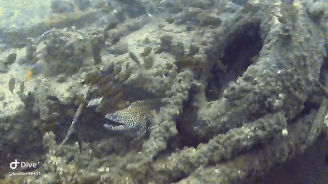 мурена, рэк-дайвинг на Фуджейре, ОАЭ, Эмираты