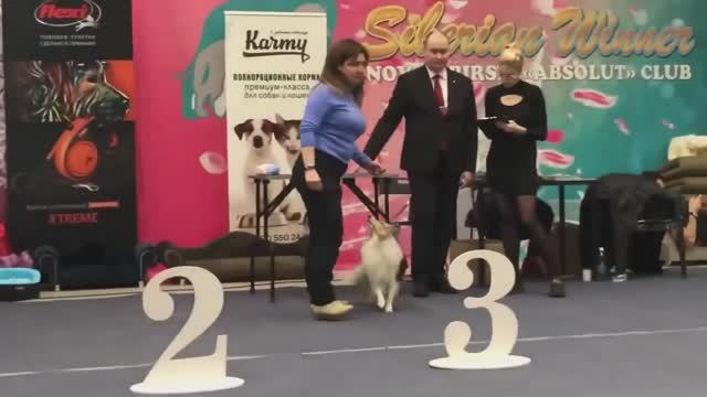 26.04.2024-Монопородная выставка шелти эксперт М.Кремнёв, МО Подольск